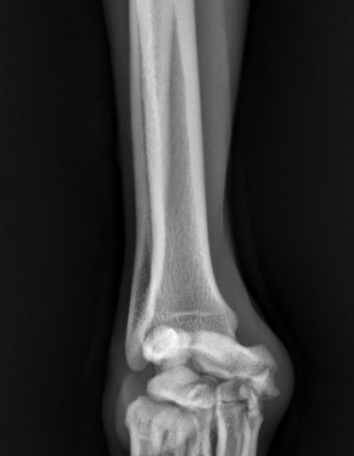 Veto-Chir | Spécialiste chirurgie ostéo-articulaire en Bretagne