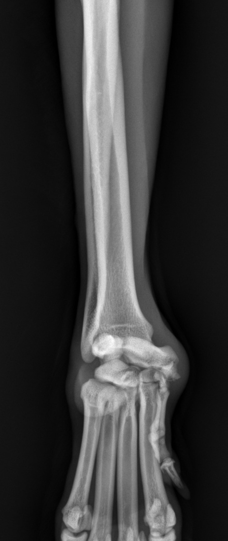 Veto-Chir | Spécialiste chirurgie ostéo-articulaire en Bretagne